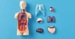 Gross Pathology: An In-depth Overview – ORNet