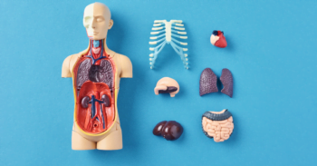 Gross Pathology: An In-depth Overview – ORNet